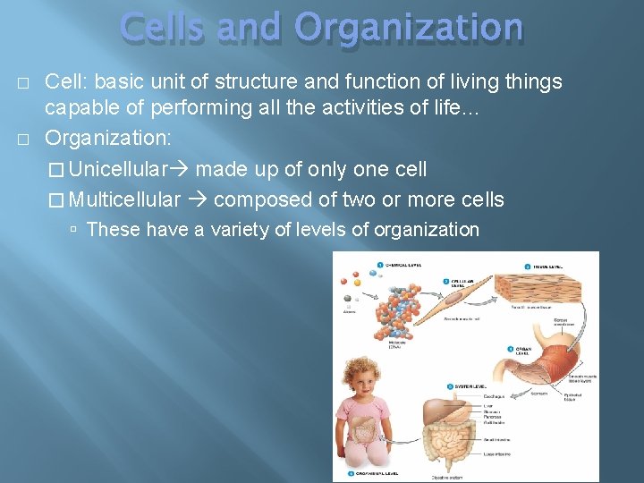 CHAPTER 2 BASIC BIOLOGICAL PRINCIPLES LESSON 1 Characteristics