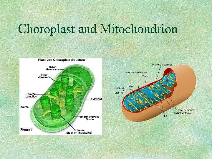 Lecture 3 Date Chapter 8 Membrane Structure Function