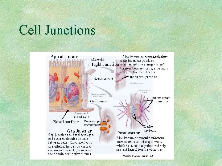 Lecture 3 Date Chapter 8 Membrane Structure Function