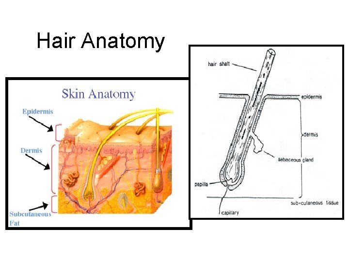 Ultramicroscopic observations on morphological changes in hair during