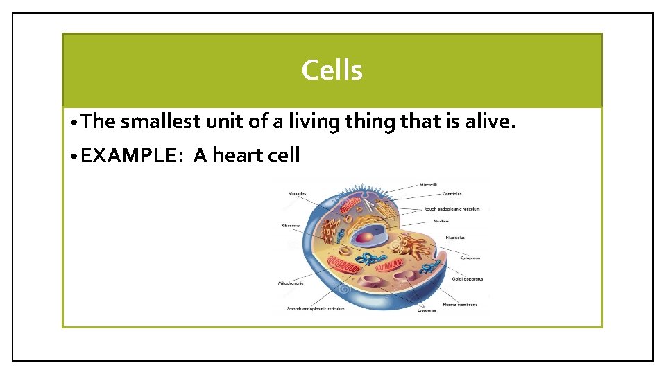 BIOLOGY SOL INTERACTIVE REVIEW NOTEBOOK CONCEPTS COVERED The