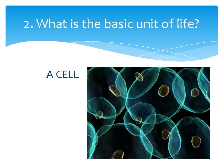 Biology The Characteristics of Life I What is