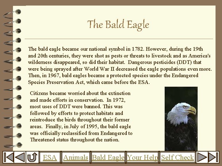 An Introduction to Endangered Animals ESA Animals Bald