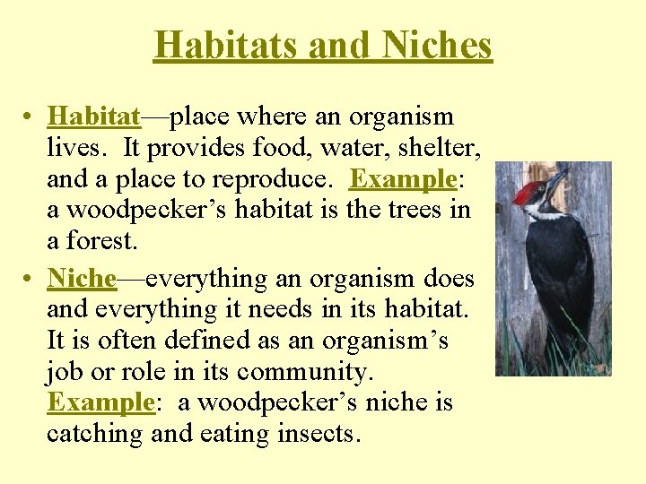 Chapter 18 Introduction to Ecology Section 1 Vocabulary