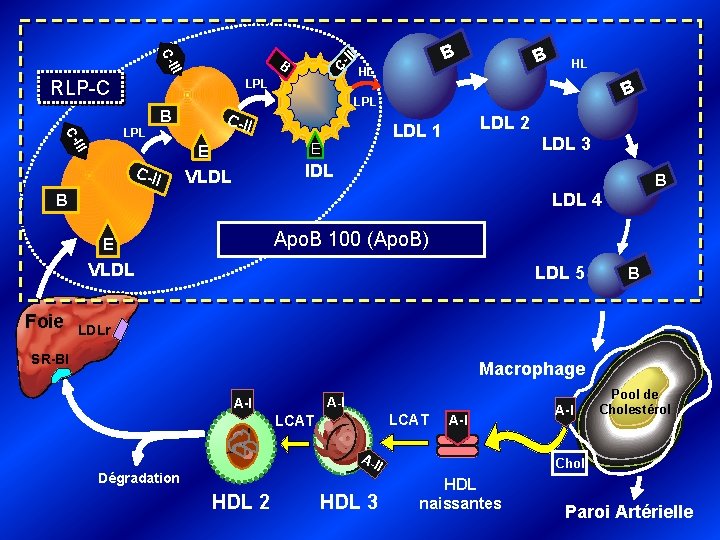 LDLC non HDLC apo B O en eston