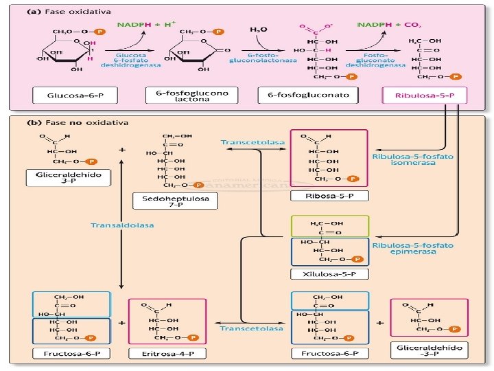 METABOLISMO DE LOS CARBOHIDRATOS RUTA DE LAS PENTOSAS