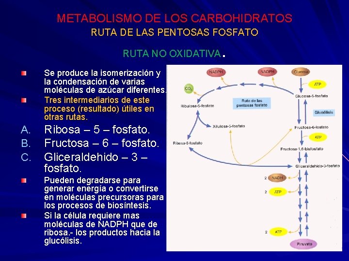 METABOLISMO DE LOS CARBOHIDRATOS RUTA DE LAS PENTOSAS
