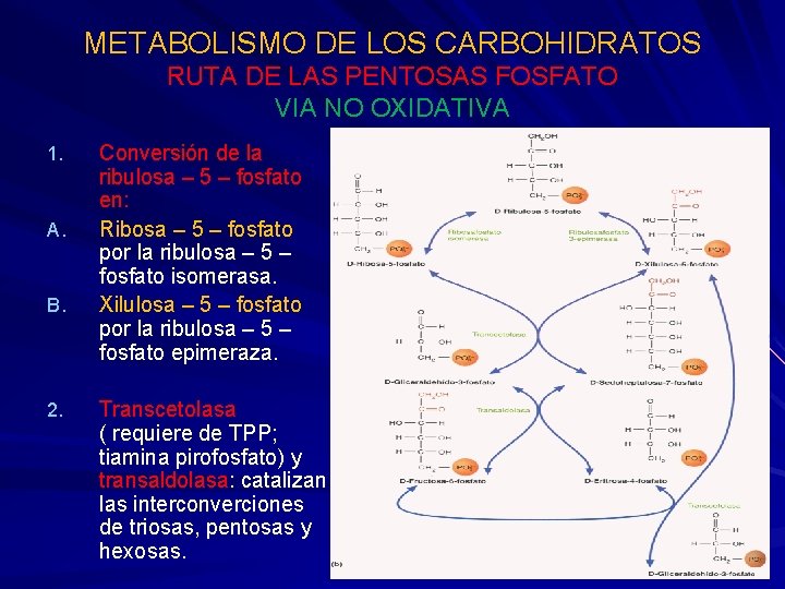 METABOLISMO DE LOS CARBOHIDRATOS RUTA DE LAS PENTOSAS