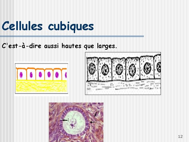 LES EPITHELIUMS DE REVETEMENTS Dr BOUTEBBAF Laboratoire Histologie LES EPITHELIUMS DE REVETEMENTS Dr BOUTEBBAF Laboratoire Histologie