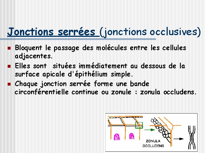 LES EPITHELIUMS DE REVETEMENTS Dr BOUTEBBAF Laboratoire Histologie LES EPITHELIUMS DE REVETEMENTS Dr BOUTEBBAF Laboratoire Histologie