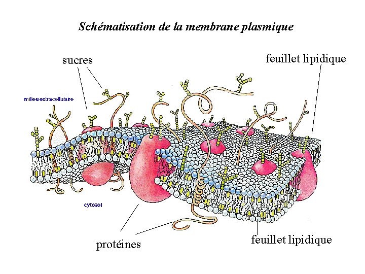 LA CELLULE Introduction A La membrane plasmique 1
