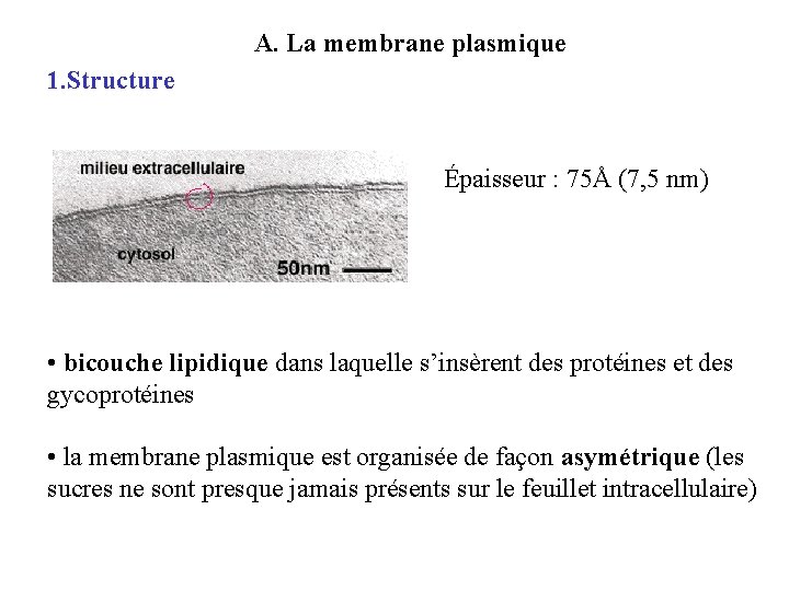 LA CELLULE Introduction A La membrane plasmique 1