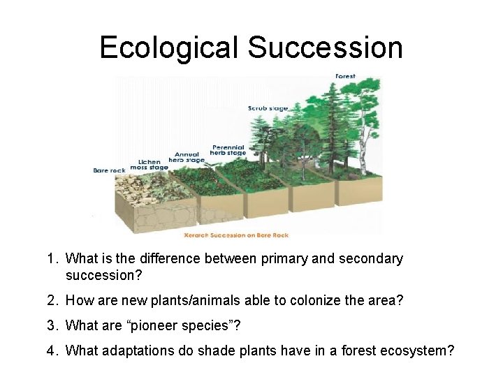 Ecology Honors Biology 2010 Hierarchy of Organization Biosphere