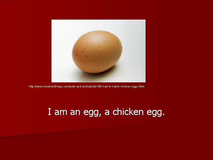 Life Cycle of a Chick Written by Mrs