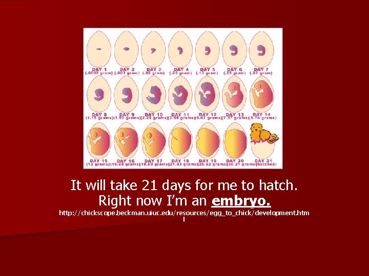 Life Cycle of a Chick Written by Mrs
