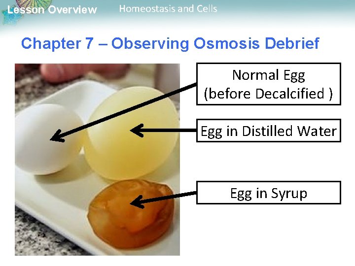 Lesson Overview Homeostasis and Cells Bell Work Monday