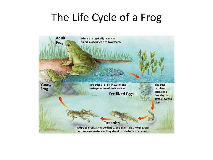 Amphibians Basic Facts Amphibian double life Live in