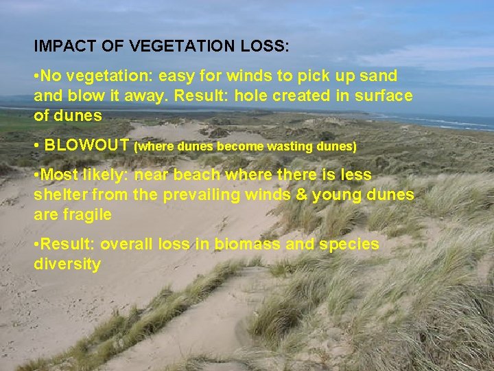 Factors Affecting Sand Dune Ecosystems 1 BEACH MANAGEMENT