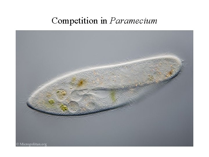 Community Ecology II Species Interactions Ecological communities ...