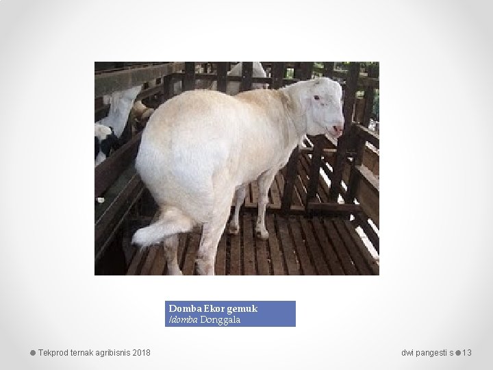 Asal usul domba dan kambing Tekprod ternak agribisnis