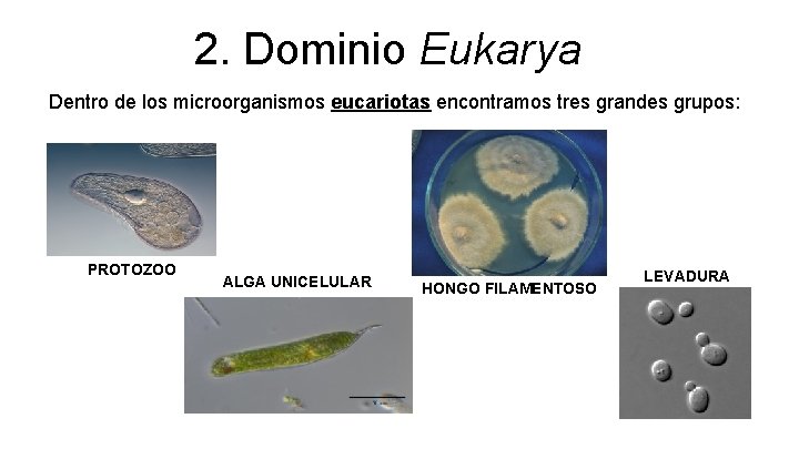 Tema 16 Microbiologa Parte II Eucariotas bacterias y