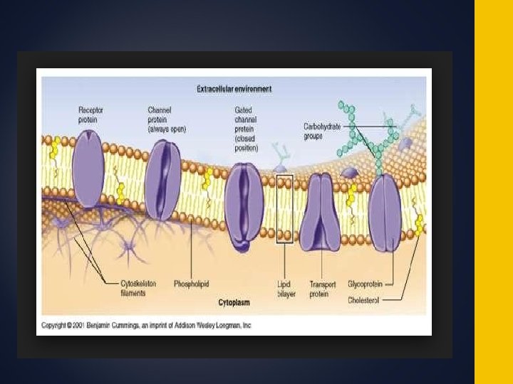 Cell Plasma Membrane Cell Transport Copyright Pearson Prentice