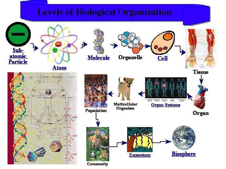 1 1 Characteristics of Life Objectives Relate relavance