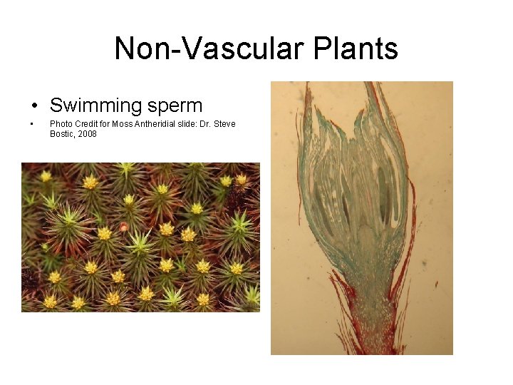 Mosses Ferns and Lycopods BIOL 1407 NonVascular Plants