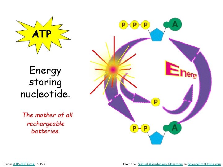 About Science Prof Online Power Point Resources Science