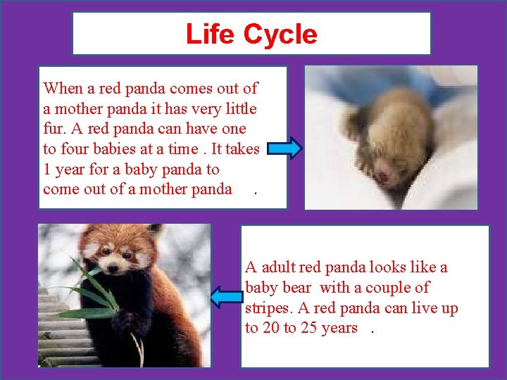 Red Panda By Kayla Tock Animal Facts Description