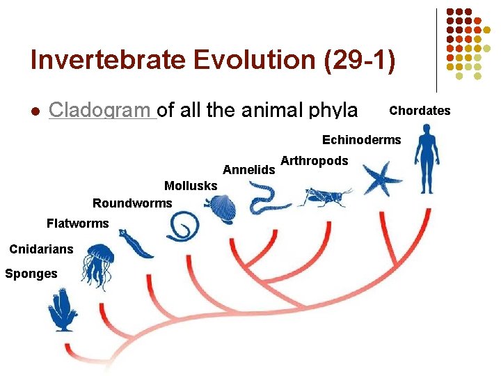 Invertebrate Animals Ch 29 745 758 Zany Zoology