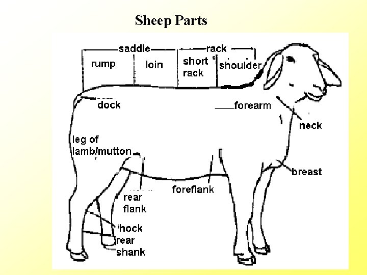 Livestock Terms and Breeds Agriculture I General Livestock