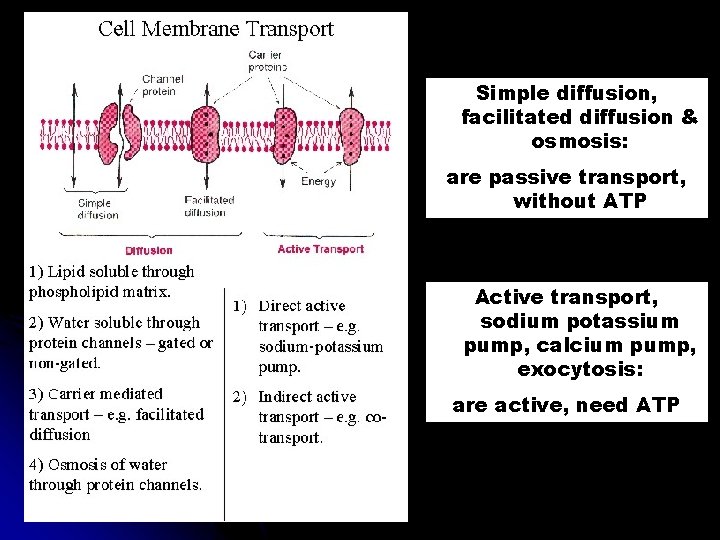 Physiology of Cell Body Fluids Excitable tissue Muscle