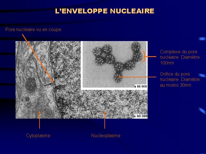 LE NOYAU Cytoplasme granuleux ribosomes Htrochromatine peu abondante