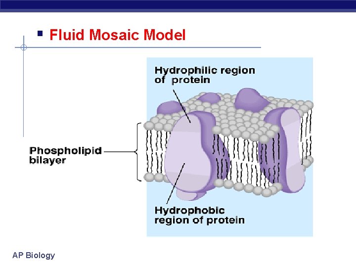 CH 5 The Cell Membrane Movement and Mechanics