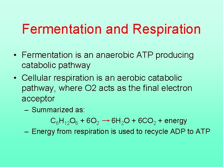 cellular respiration biology 1 Cellular respiration and fermentation