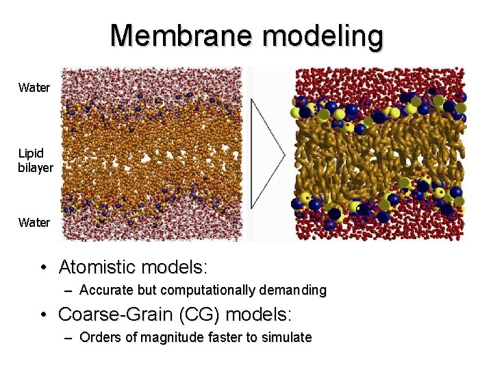 Coarsegrain modeling of lipid membranes Mario Orsi University