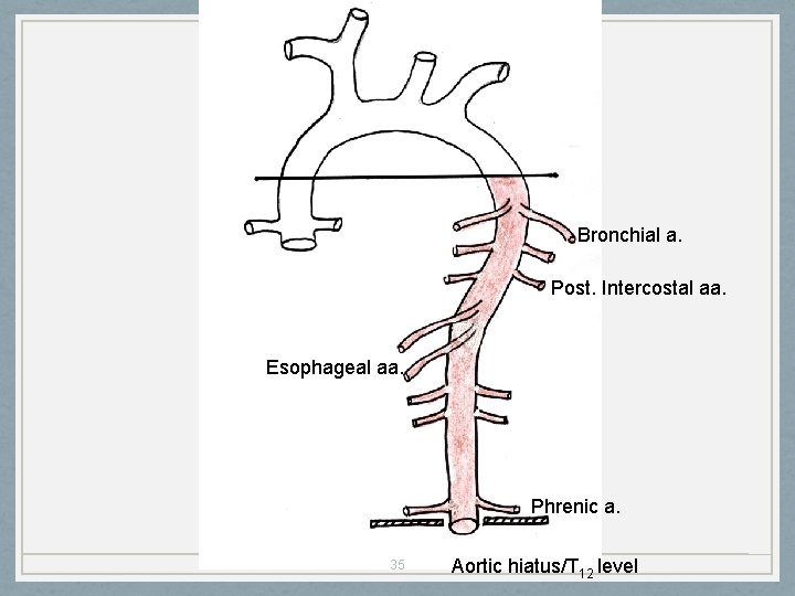Vessel Circulation and Blood Vessels PBP Summer 2014