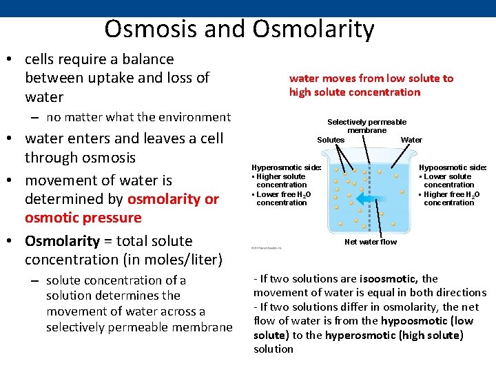 Lecture Osmoregulation and Excretion Osmoregulation balancing the uptake