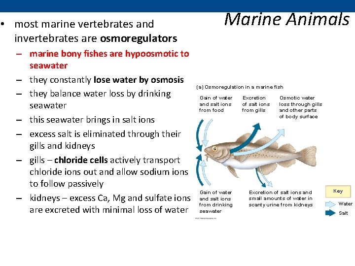 Lecture Osmoregulation and Excretion Osmoregulation balancing the uptake