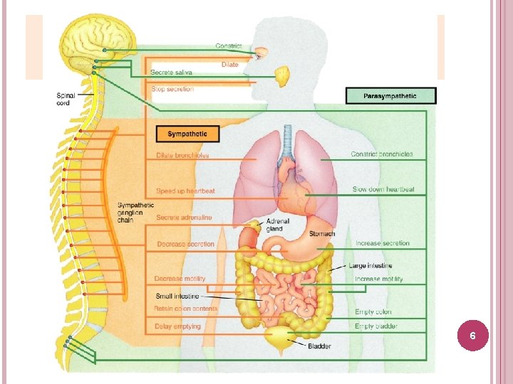 AP BIOLOGY THE NERVOUS SYSTEM DIVISIONS OF THE