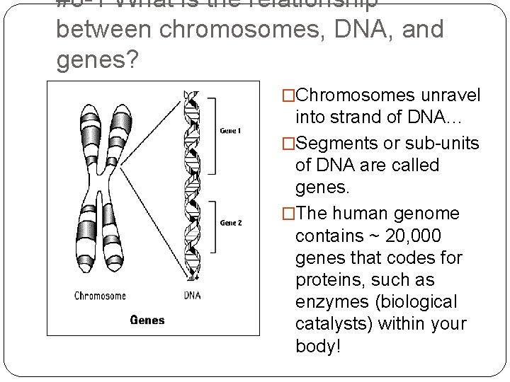Biology Notes Topic Protein Synthesis Objective Alabama Course