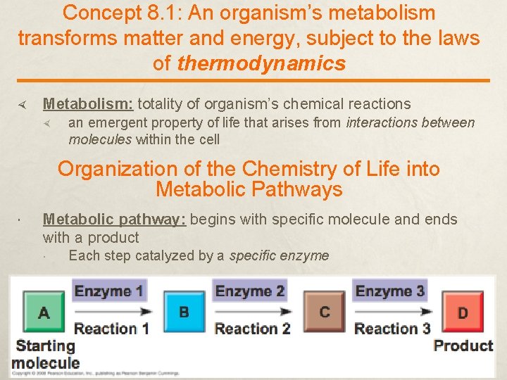 Chapter 8 An Introduction to Metabolism Mrs Valdes