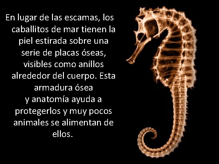 EL CABALLITO DE MAR Mara Isabel Garca Hippocampus