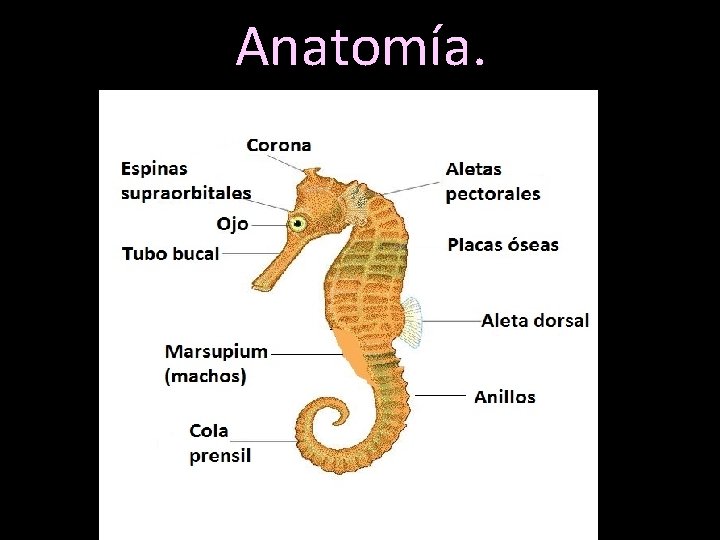 EL CABALLITO DE MAR Mara Isabel Garca Hippocampus