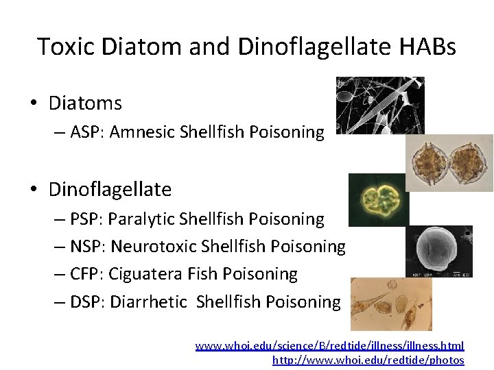 HARMFUL ALGAL BLOOMS HABS What are Harmful Algal