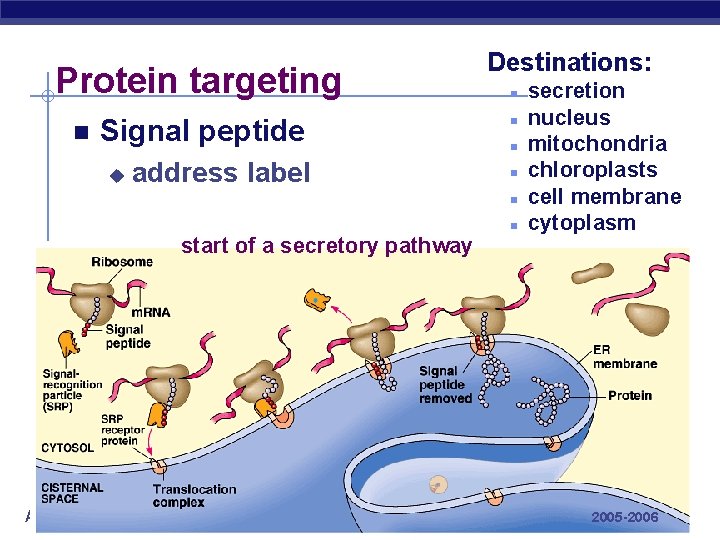 Chapter 17 From Gene to Protein AP Biology