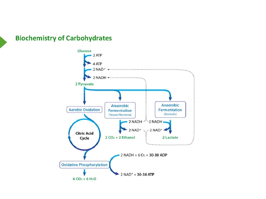Biochemistry of Carbohydrates Part I Dr Kevin Ahern