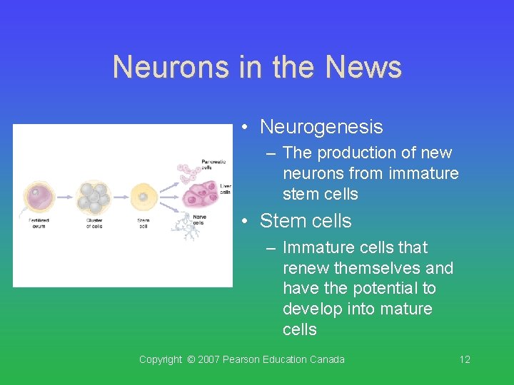 Neurons Hormones and the Brain Chapter 4 Copyright