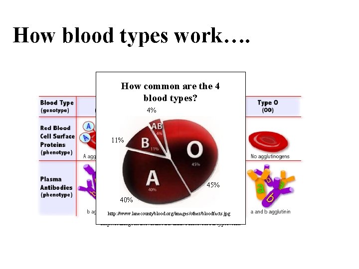 Blood Type Genetics In traits with multiple alleles